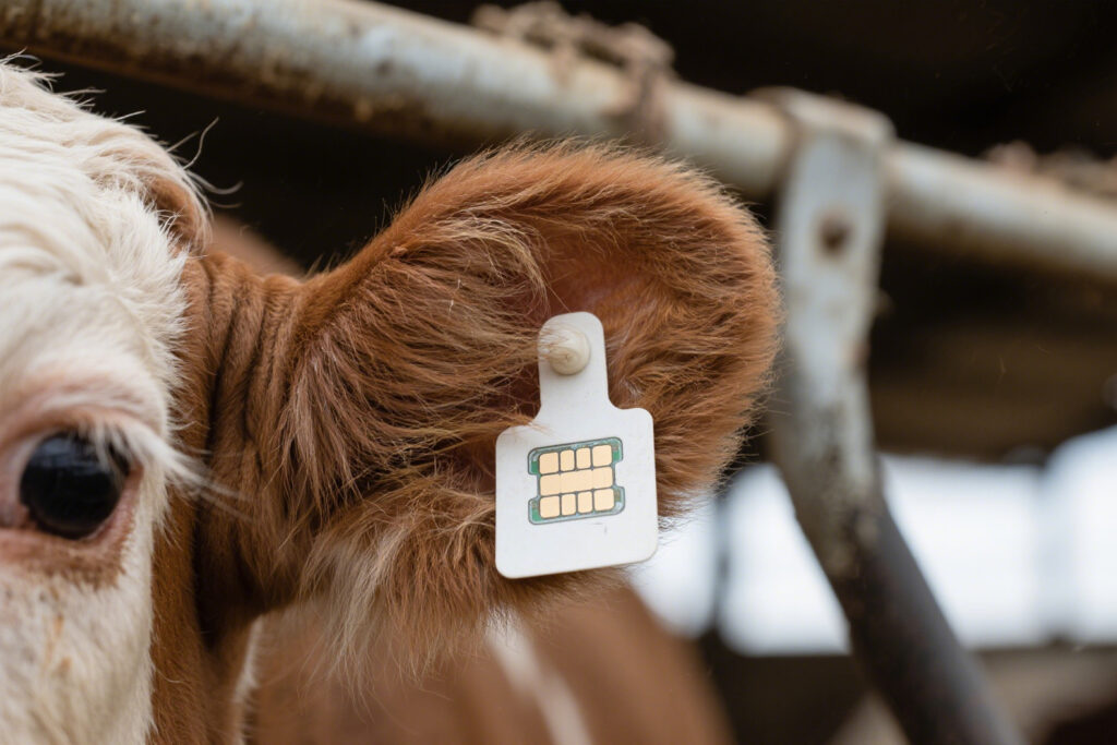 Cattle Electronic Ear Tag Operation in Practice: From USDA New Rules to ...